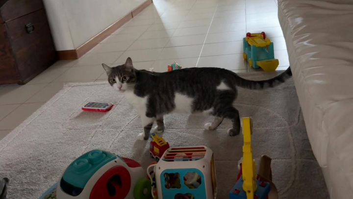 Fundraiser by Selena Cattaneo : Aiutateci a trovare Nala!!!