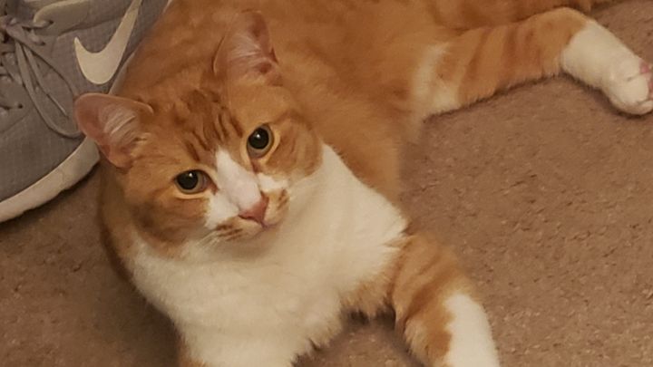 Fundraiser by Emelle Elizabeth : Vinnie's Emergency Surgery Bill