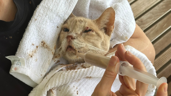 Fundraiser by Kelly Scaletta : Urgent Help for Care Bear's Recovery