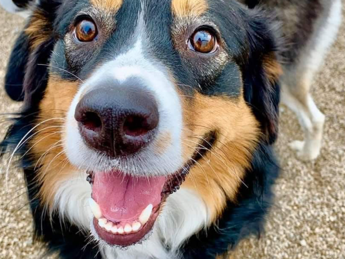 Fundraiser by Sarah Hanlon : Emergency Surgery for Keely’s Tumor