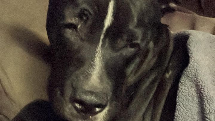 Fundraiser by Kim Shook : Surgery for 8 month old Shadow hit by a car