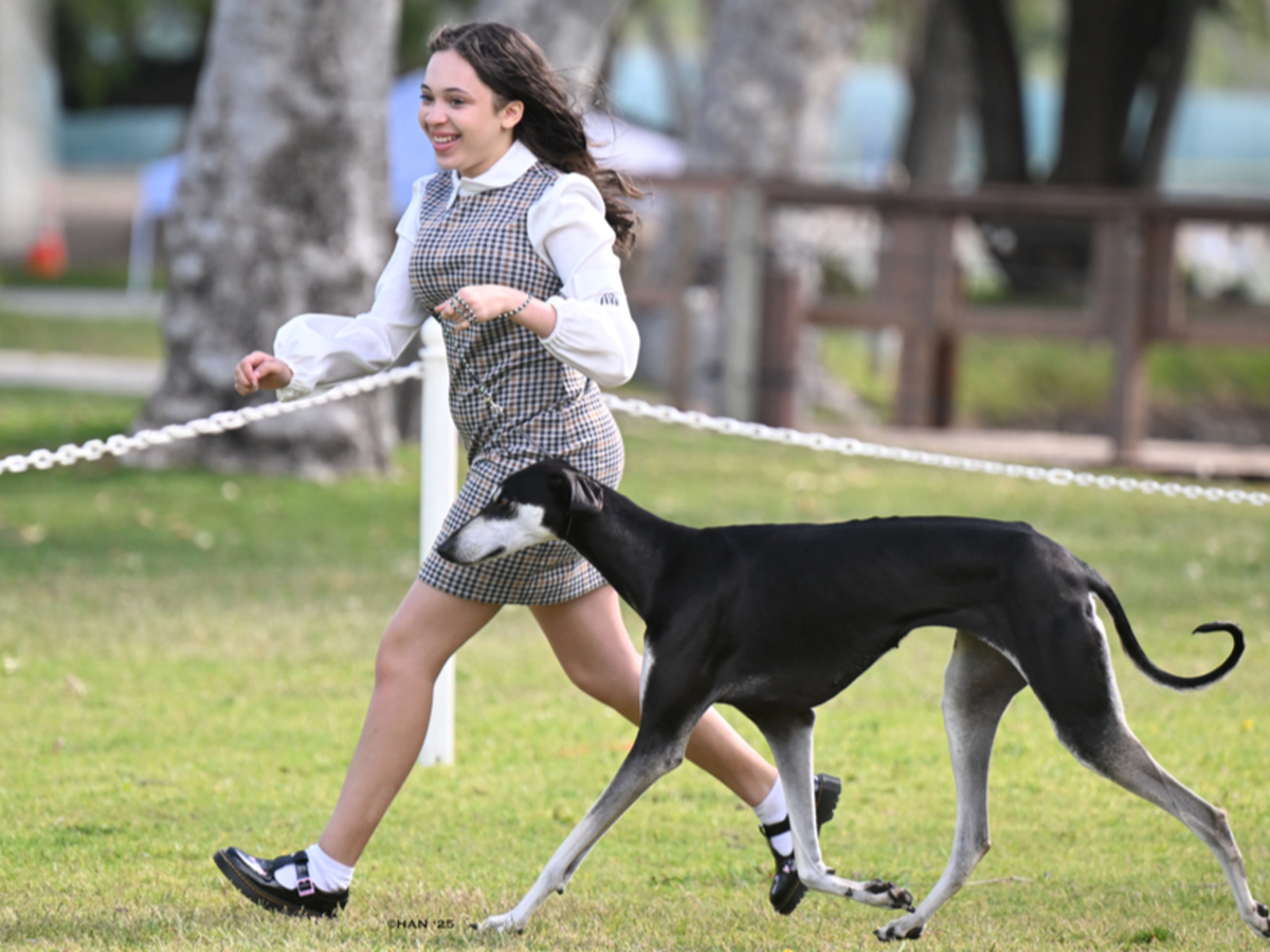 Fundraiser by Bridget Gordon : Help Habibah Shine at Westminster Dog Show!