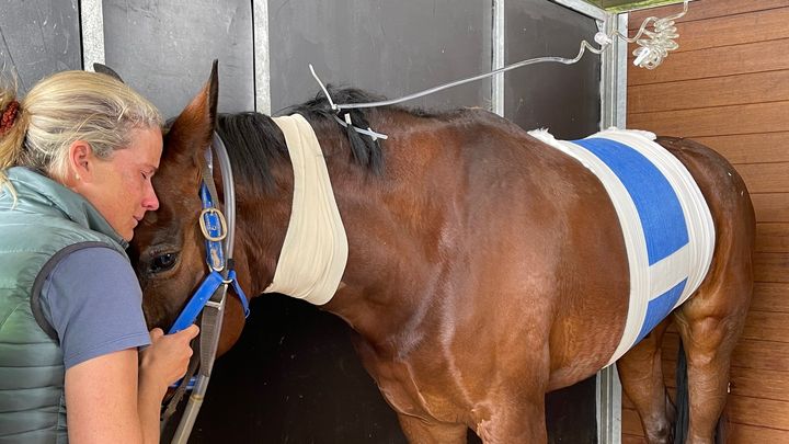 Fundraiser for Vicki Hansen by Michelle Hansen : San Angelo - colic ...