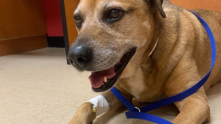 Fundraiser by Joe Zambito : Surgery for Mikey boy