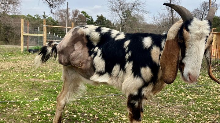 Fundraiser for Allie Bruns by Emmy Summerlin : Moondoggie the 3-Legged Goat