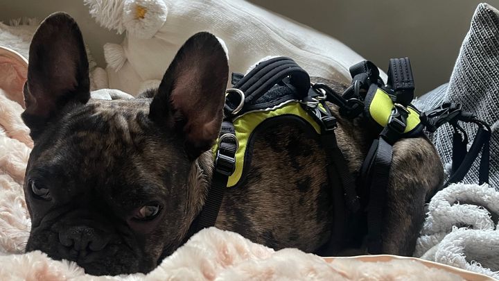 Fundraiser by Summer Willerth : 2 Year Old Frenchie Lynyrd Paralyzed