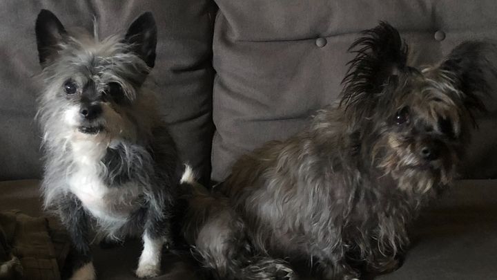 Fundraiser by Jason Liberman : Raising Funds for 2 Sr. Dogs