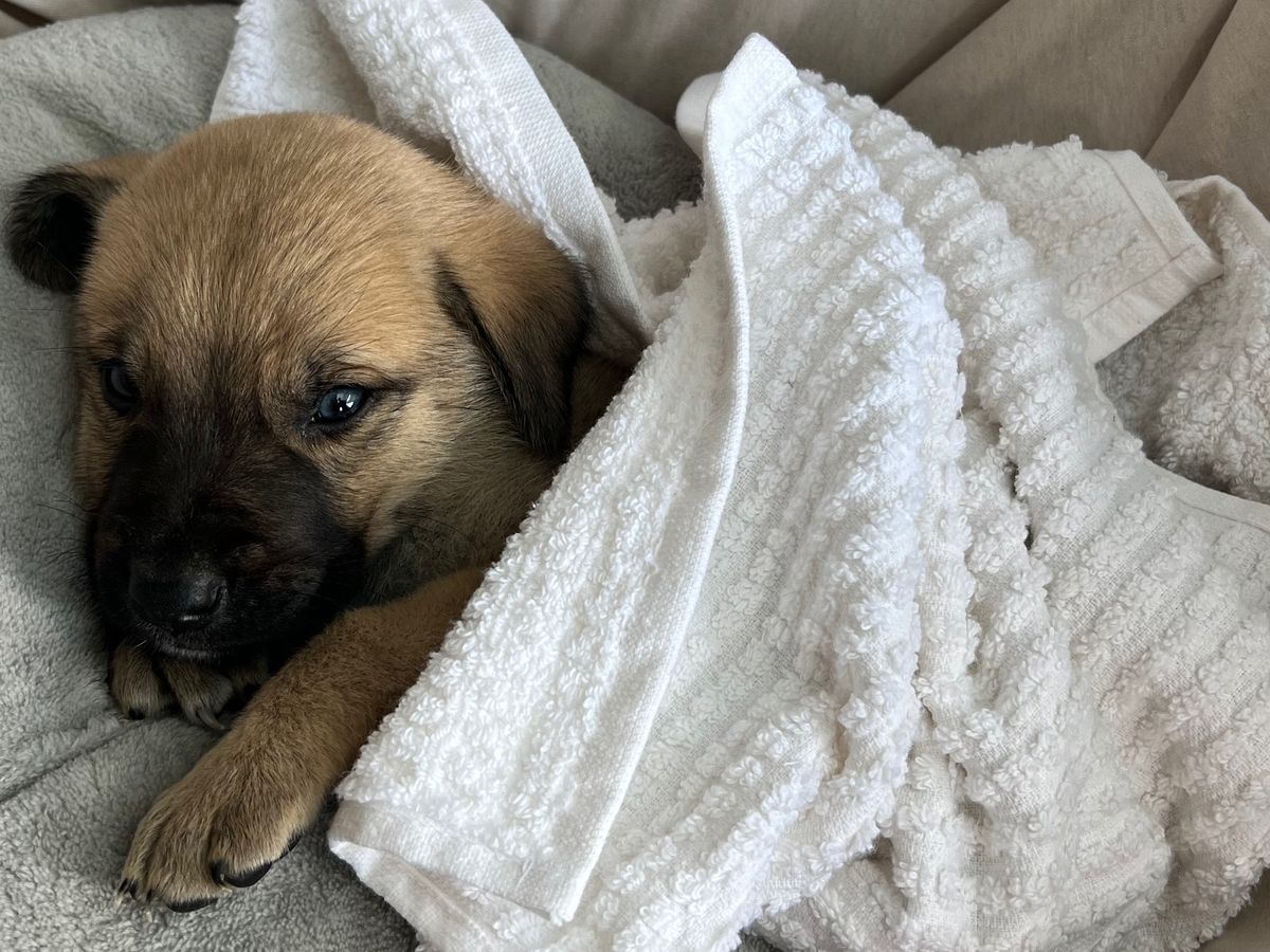 Fundraiser by Emily Bunn : Please donate to get Lucky a safe home in the UK