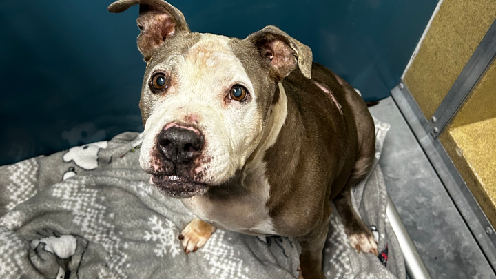 Fundraiser by Nikki boes : Support Roxie's Journey to a Loving Family