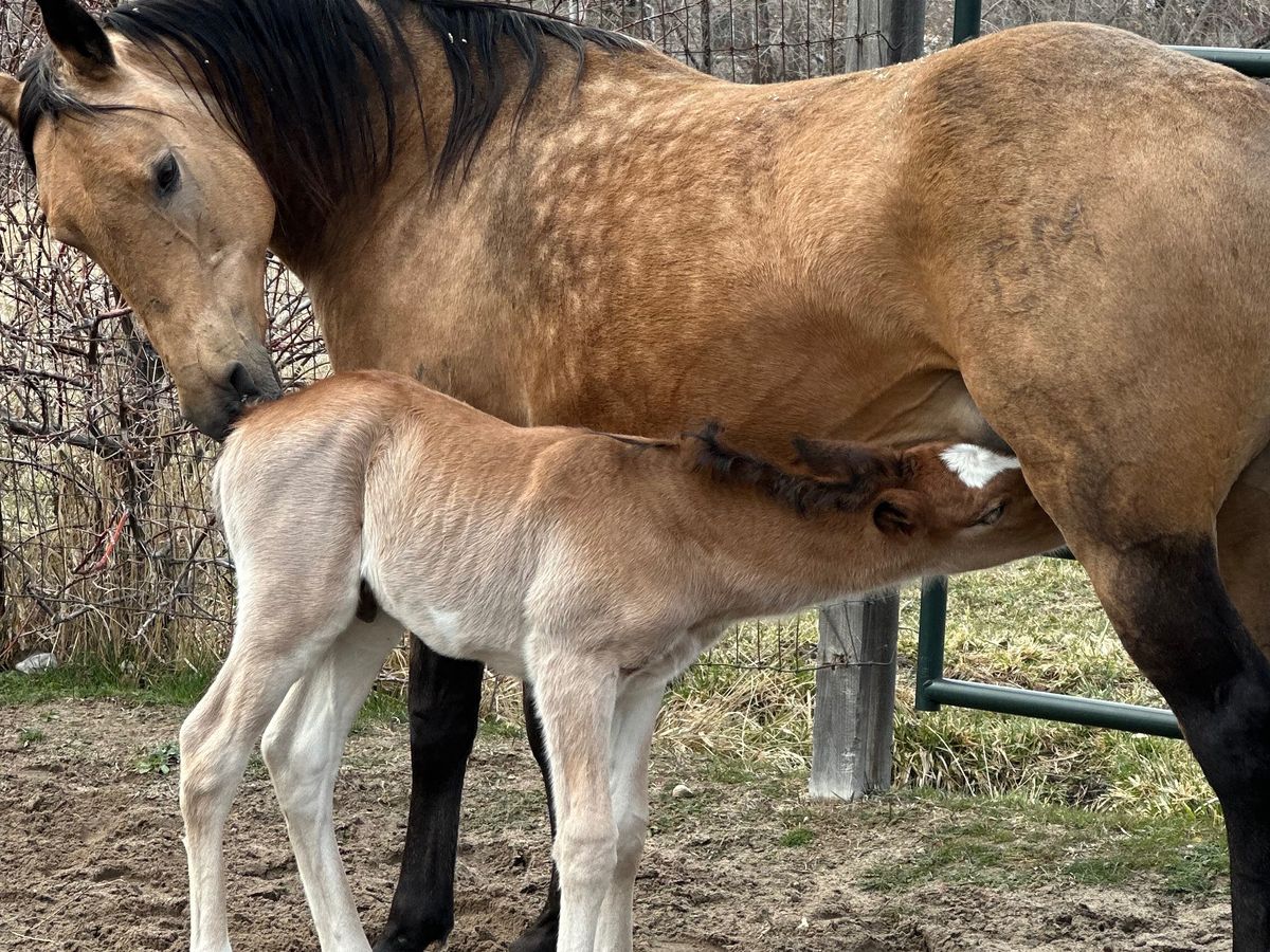 Fundraiser by Noelle Lynne : A trailer for Jupiter & baby Kale