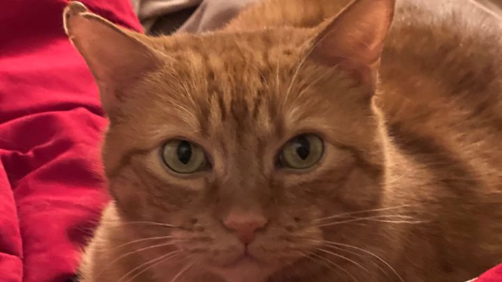 Fundraiser by Emily Simoneau : Simba’s medical bills