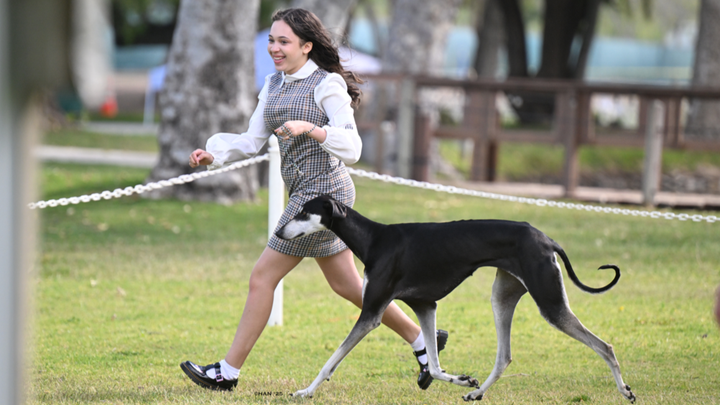 Fundraiser by Bridget Gordon : Help Habibah Shine at Westminster Dog Show!