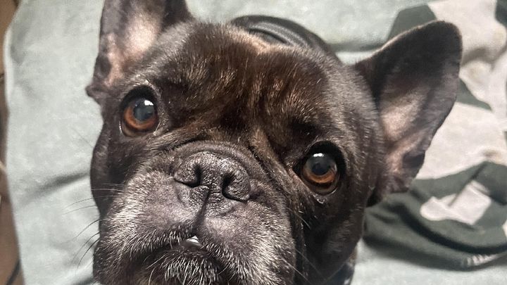 Fundraiser by Lisa-Marie Thomas : Save Coco - Life Saving Operation ...