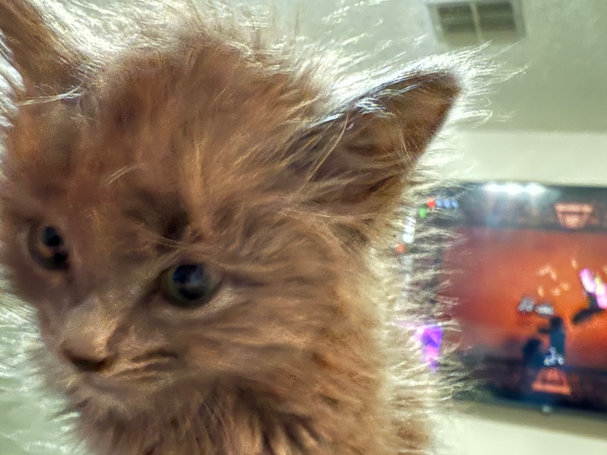 Fundraiser by Steven Addison : Help Chopper Get Life-Saving Treatment