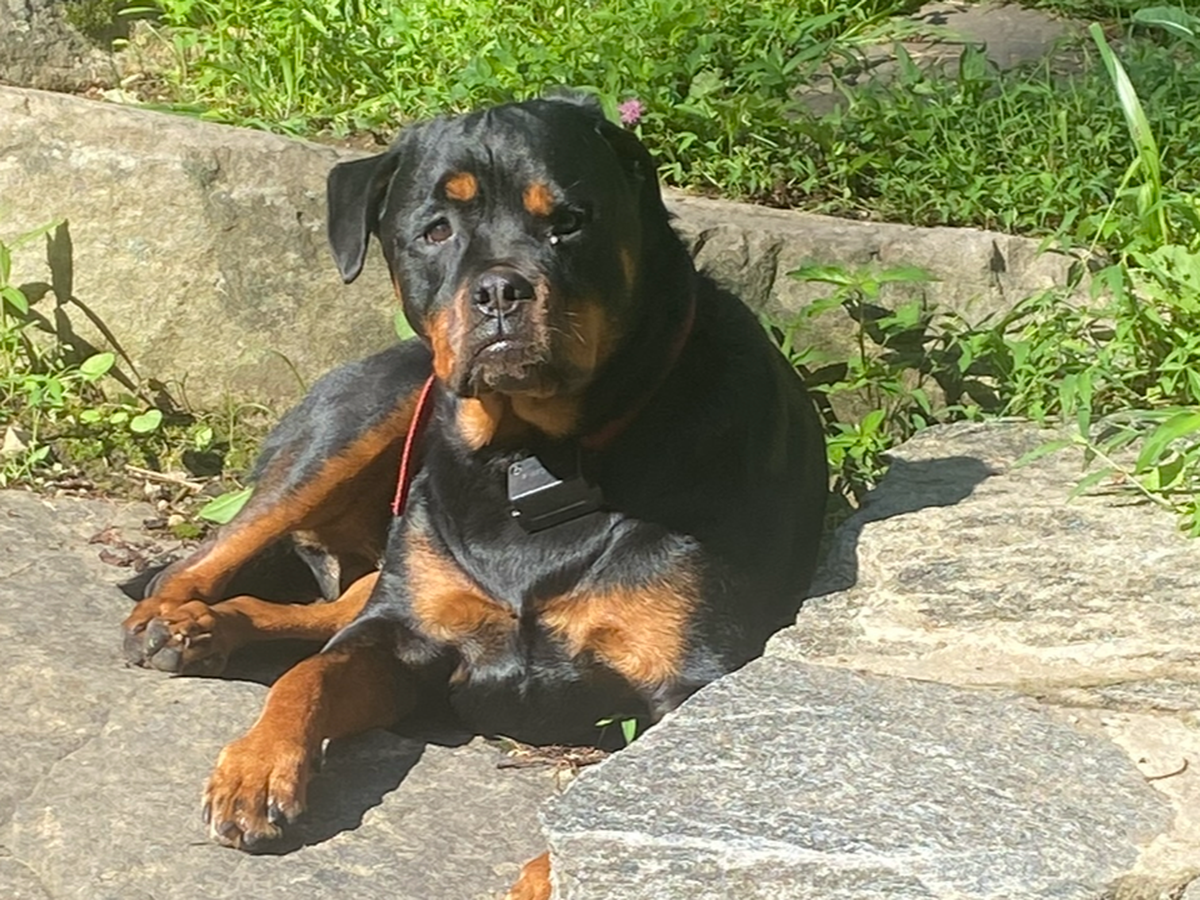 Fundraiser for Allison Bolmer by Sarah Stark : Support Bailey's TPLO Surgery for a Happy Life