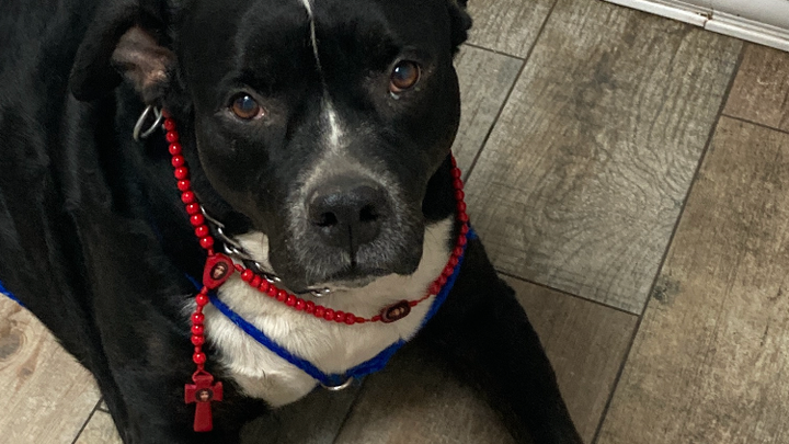 Fundraiser by Brandy Howe : For my boy Brutus’s vet amputation expenses