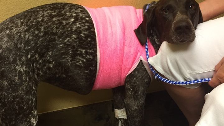 Fundraiser for Chris Kidd by Carley Russell : The Wiggle Butt Fund