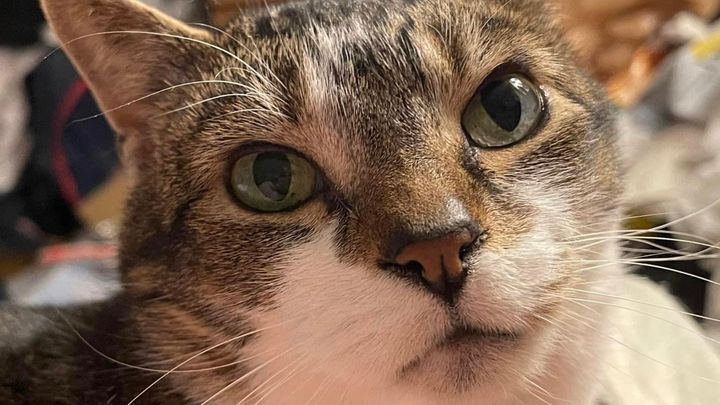 Fundraiser by Laura Stinemire : Ollie’s surgery