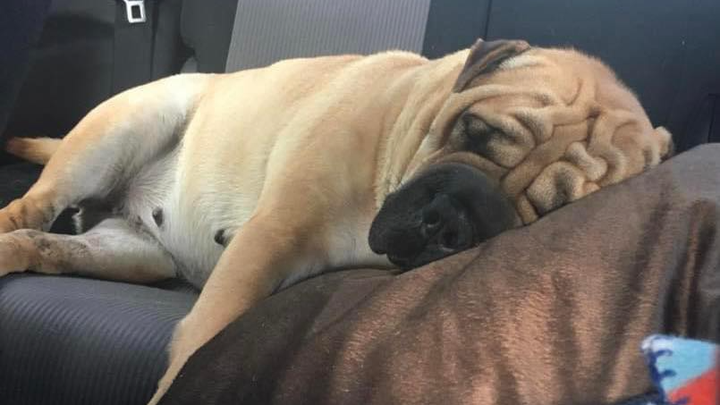 Fundraiser by Kirsten Needles : Support Biscuit's Surgeries for a Pain-Free Life