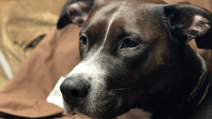 Fundraiser for Nicol Ruse by Virginia GanzSmith : Help Save Bella—Nicol ...