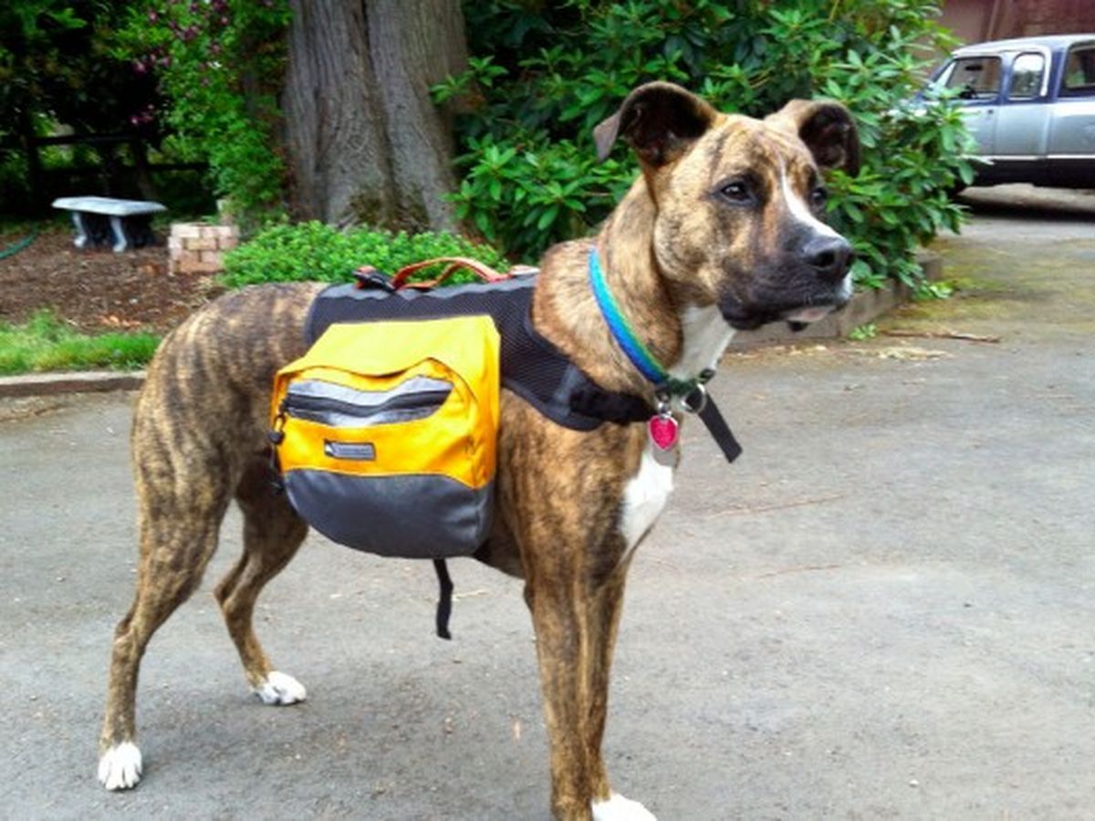 Fundraiser by Christopher Half Elvis Williams : Maxwell Ironside