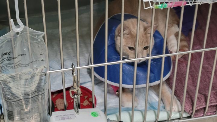 Fundraiser by Alex Stockwell : Help save Peaches!