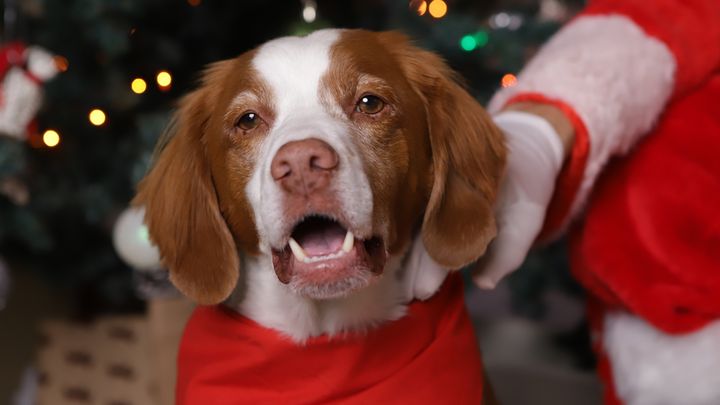 Fundraiser by Laura Watling : Help with Phoenix's tooth extraction