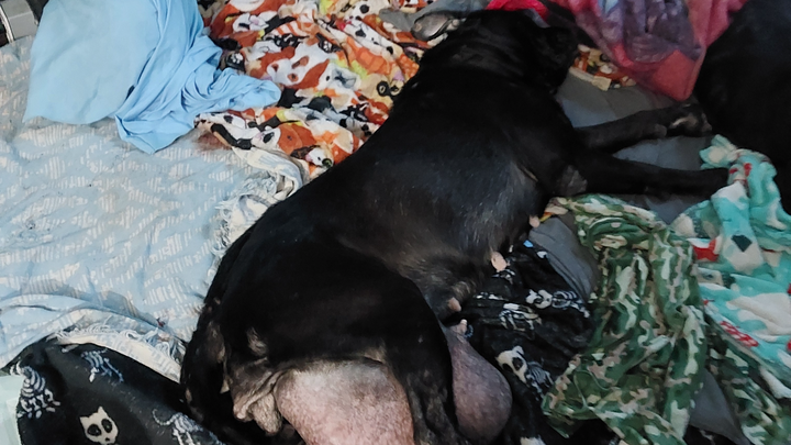 Fundraiser by Angela Pividori : Help Princess Overcome Cancer and Seizures