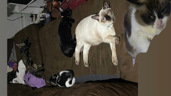 Fundraiser by Genice Nielsen : Support Genice’s Cat(s) Preventative Parvo & medical care