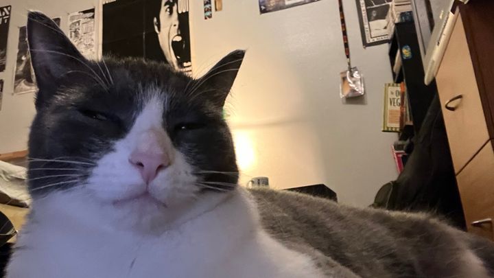 Fundraiser by Grant Thomas : Blake’s Cat, Bruce!