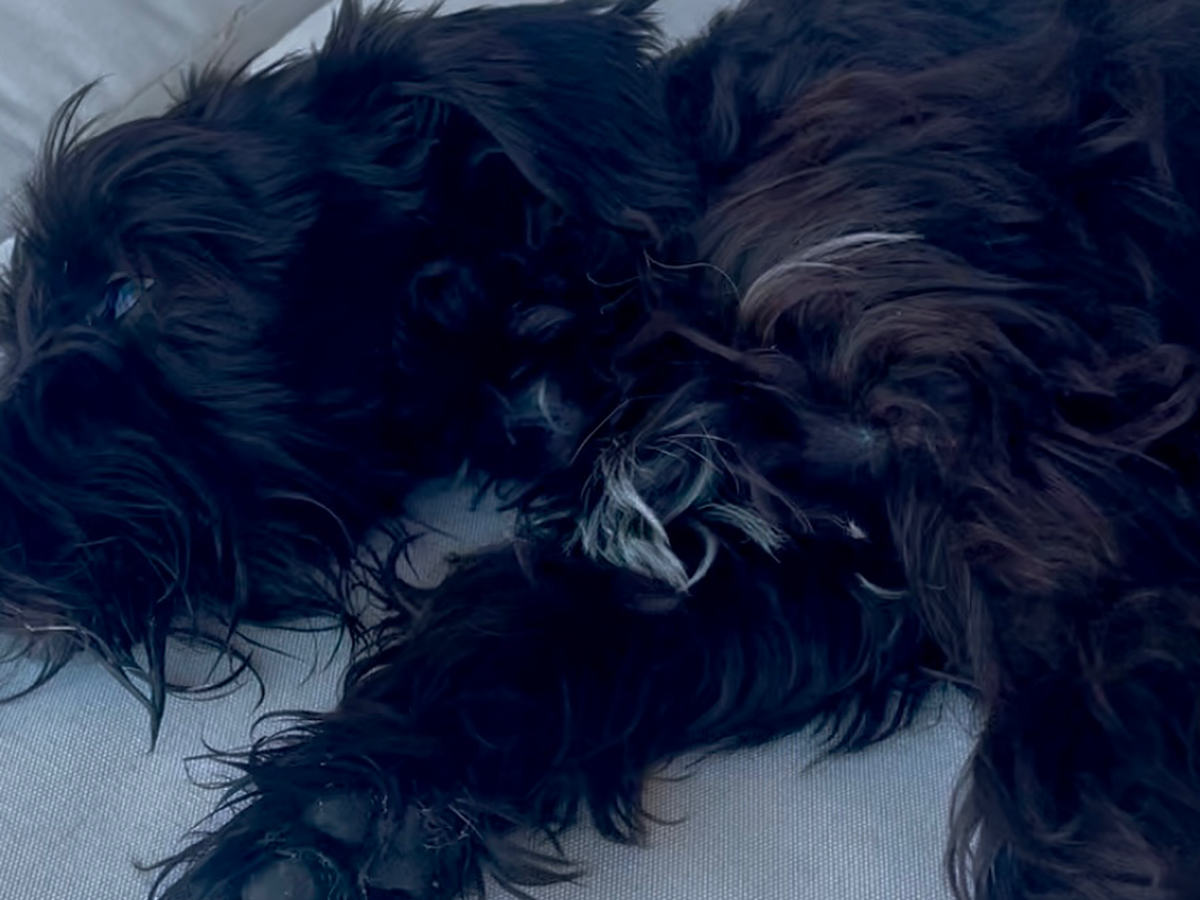 Fundraiser by Courtney McSpadden : Help Tux Get Life-Saving Surgery