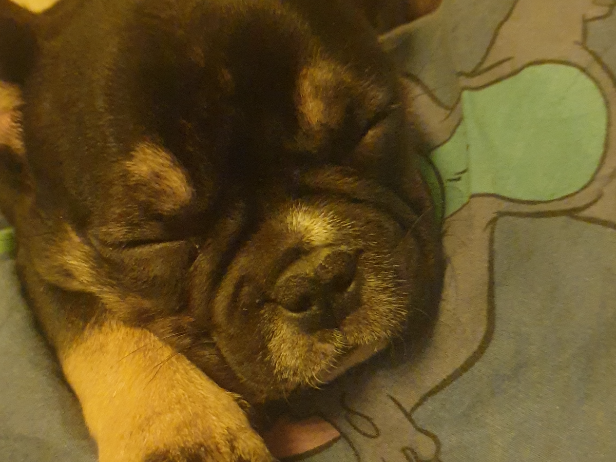 Fundraiser by Jennifer Konarski : Not OP für unsere kleine Bella