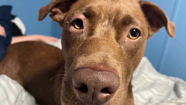 Fundraiser by Bernard Power : Nyk needs emergency surgery