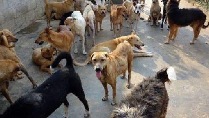 Fundraiser for Ashley Jakobsen by Terri Squire : Plush Puppies Indian ...