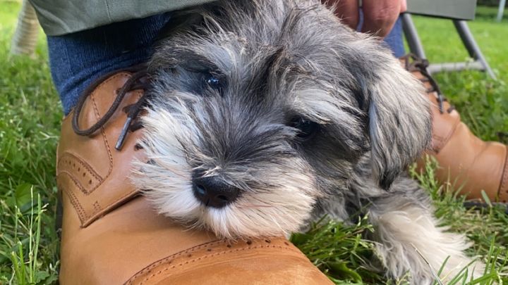 Fundraiser by Jen Emery : Emery kids birthday fund for their puppy, Moses!