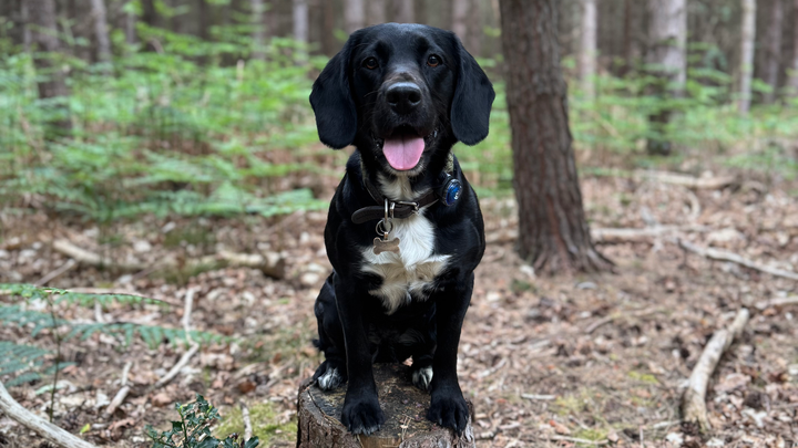 Fundraiser by Izzy Hartley : Pepsi who has had her tail broken and ...