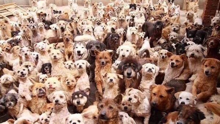 Fundraiser by Yvonne Chow : We need YOUR HELP to save 6,000 dogs and cats
