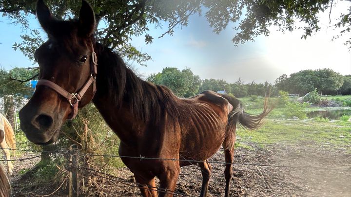 Fundraiser for Sheila Vincent by Tinley Eyre : Rescue this horse
