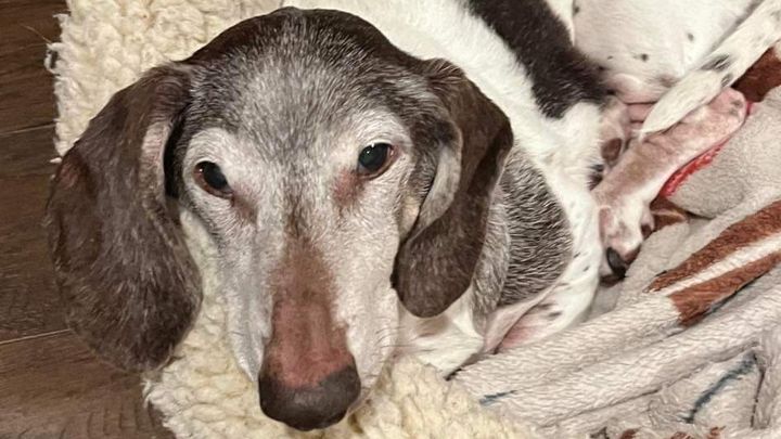 Fundraiser for Aja Rodriguez by Sarah Michelle Miller : Rufus ...