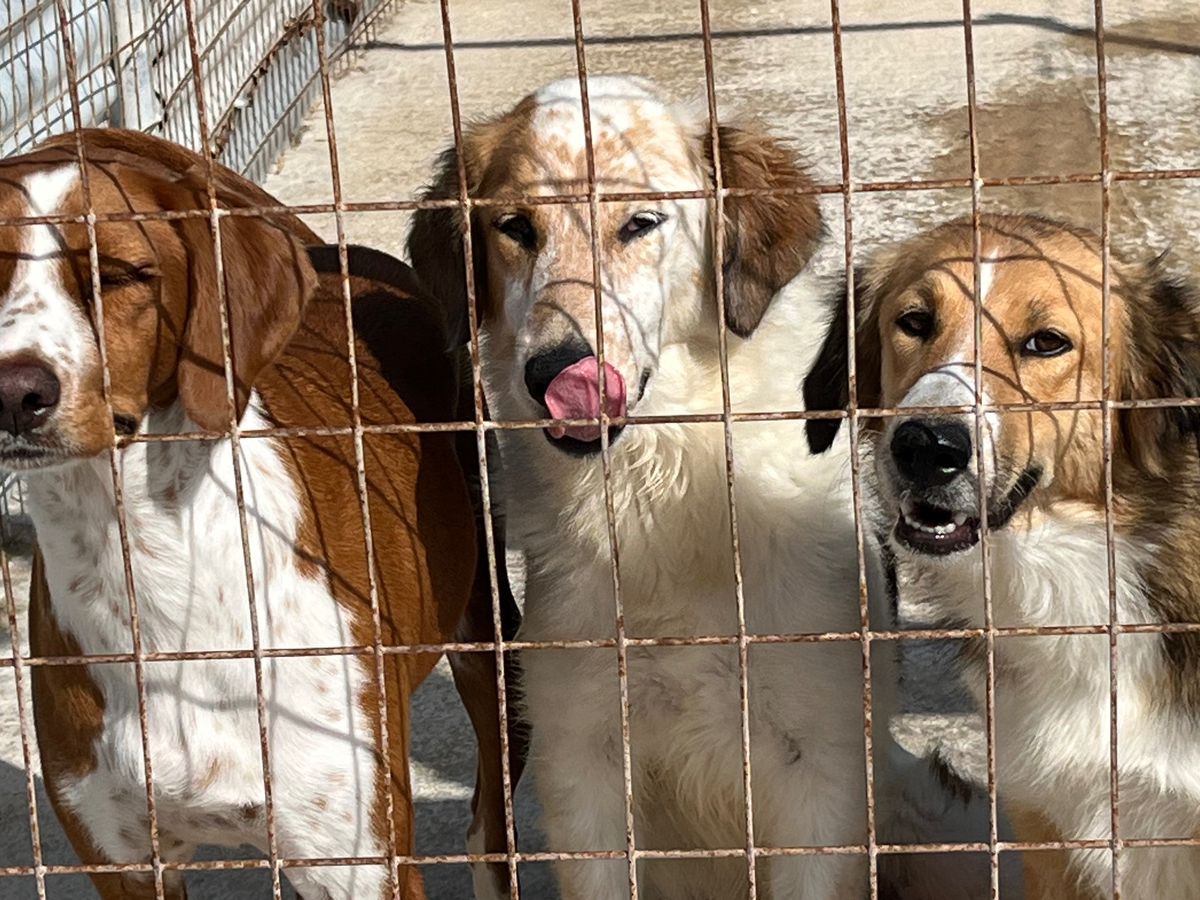 Fundraiser by Sue Ban : Zante Strays Emergency Appeal: Help Us Save Them