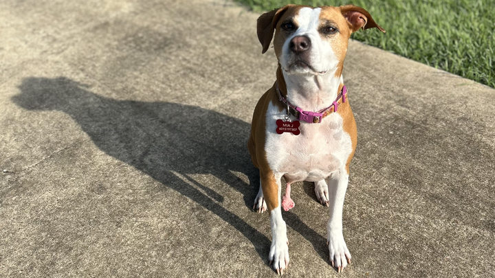 Fundraiser by Mia J McElroy : Help Sugar Say Goodbye to Her Chesticle