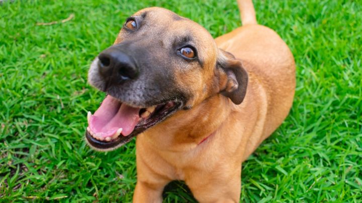 Fundraiser by Daniel Portuondo : Save Luna From Tetanus
