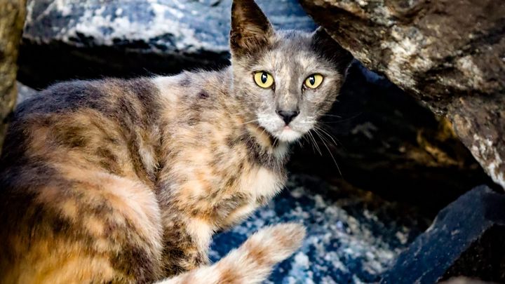 Fundraiser by Zoophilist Maldives : Opening a Spay & Neuter clinic for ...