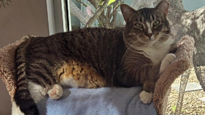 Fundraiser by Kayce Speranza : Kayce's Cat Rescue fundraiser 2025