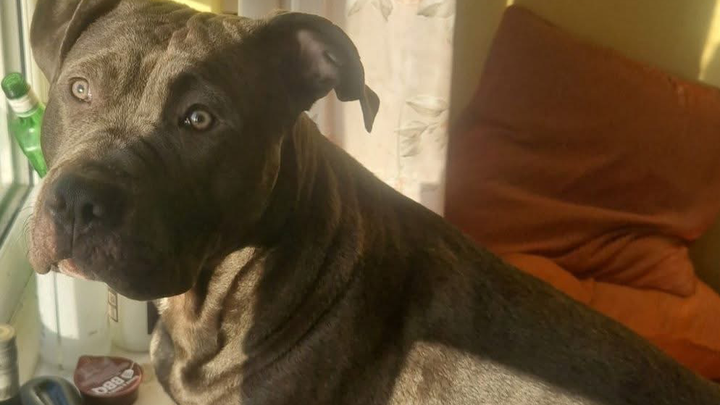 Fundraiser for Mj Coldron by Ellie-Rose Nash : Help Koda with his tail