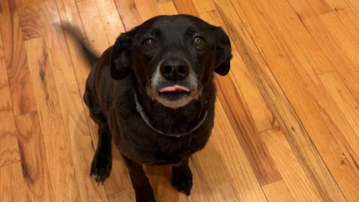 Fundraiser by Izabella Neiger : Donate to Luna’s Care