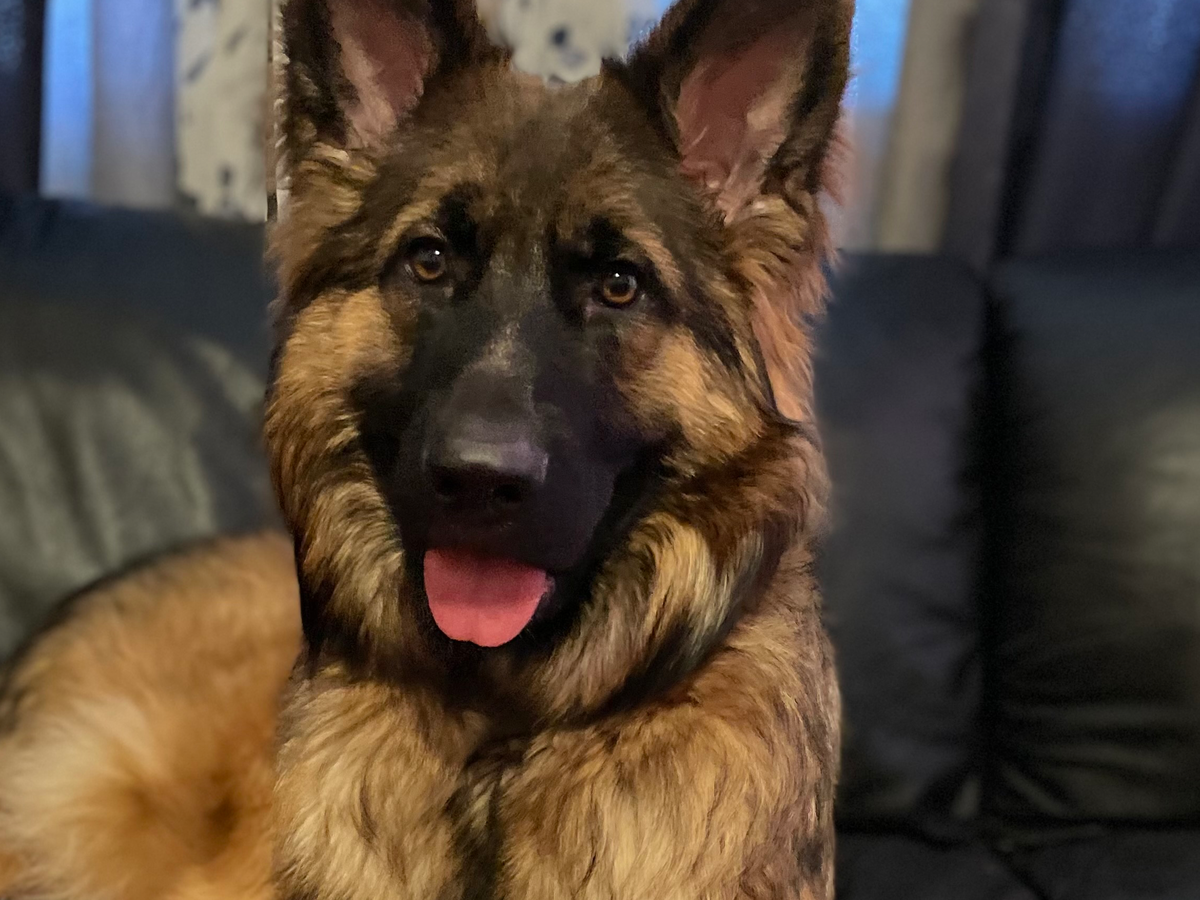 Fundraiser by Dana Caterina : Help Diana by Donating to Xena's ...