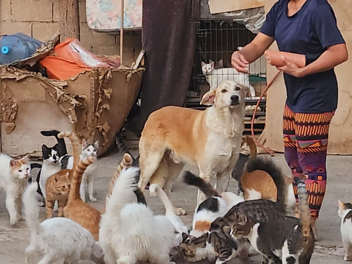 Fundraiser by Shahrzad Amoli : Creating Bennie's Sanctuary - a Safe ...