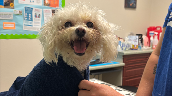 Fundraiser by Crystal Vazquez : Support Kelly’s Recovery After ...