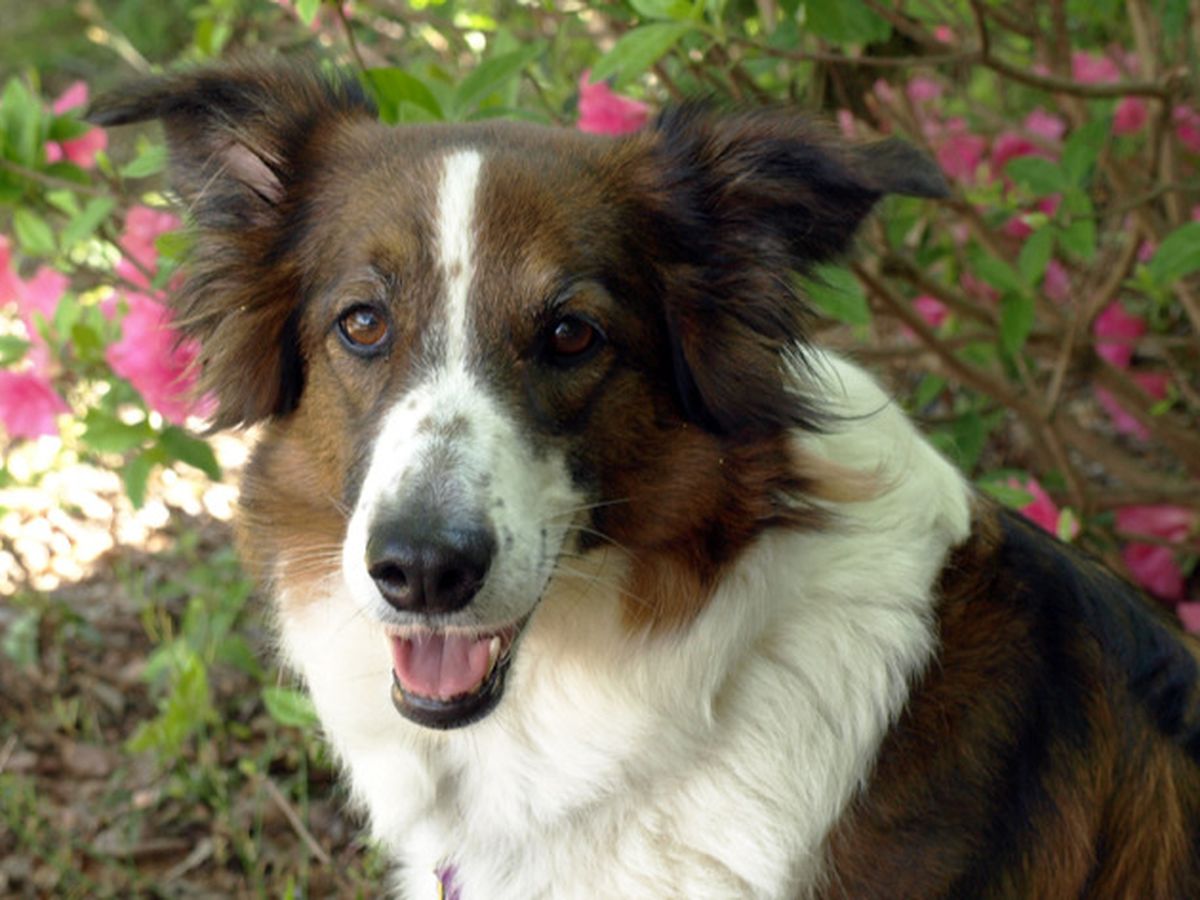 Fundraiser by Laura Dykstra : Help Bring Roper Home, lost from North ...